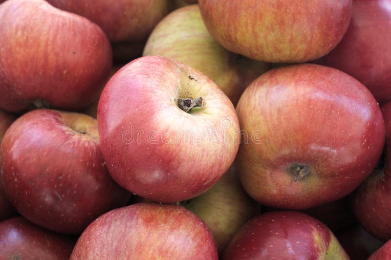 Red Organic Apples - England-UK Stock Photo - Image of closeup, close ...