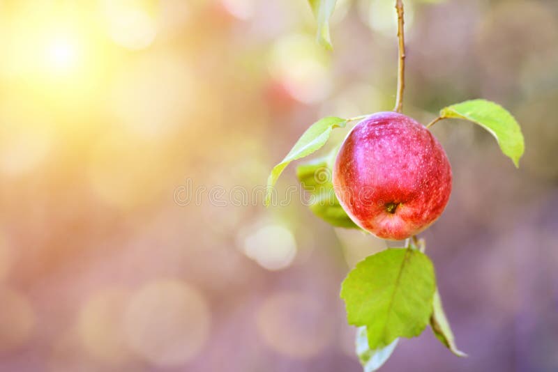 Red Organic Apples on the Tree in Sunny Summer Background with Copy ...