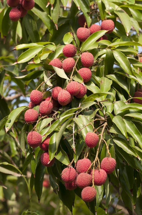 Red Organic Lichi Fruit on Tree Stock Photo - Image of orchard, cluster ...
