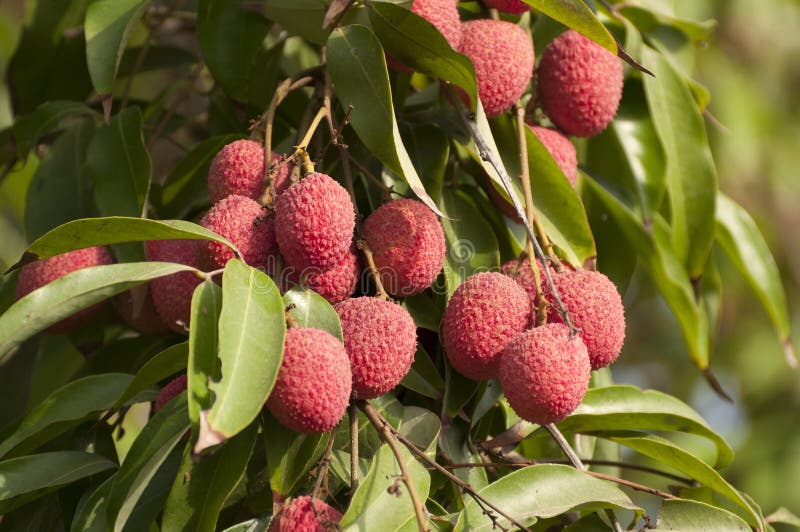 Red Organic Lichi Fruit on Tree Stock Photo - Image of chinensis ...