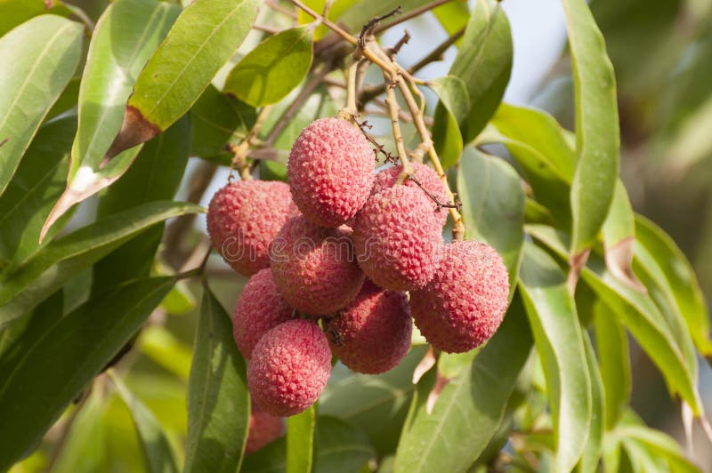 Red Organic Lichi Fruit on Tree Stock Photo - Image of chinensis ...
