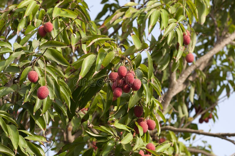 Red Organic Lichi Fruit on Tree Stock Image - Image of food, cluster ...