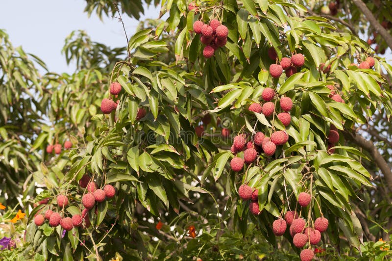 Red Organic Lichi Fruit on Tree Stock Photo - Image of fruit ...