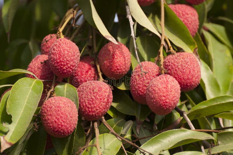 Red Organic Lichi Fruit on Tree Stock Photo - Image of inedible, coarse ...
