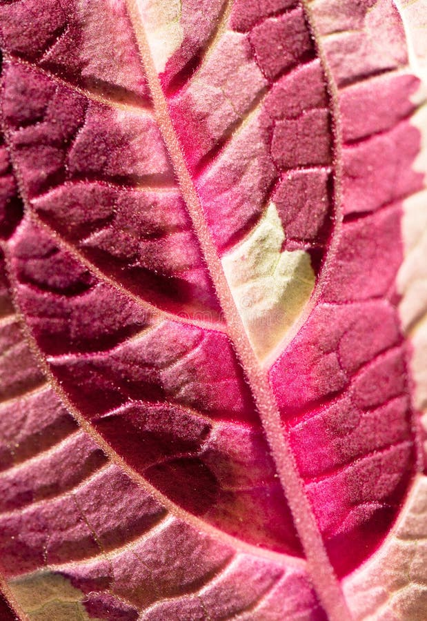 Red Organic Macro Texture of Leaf Stock Photo - Image of decor ...