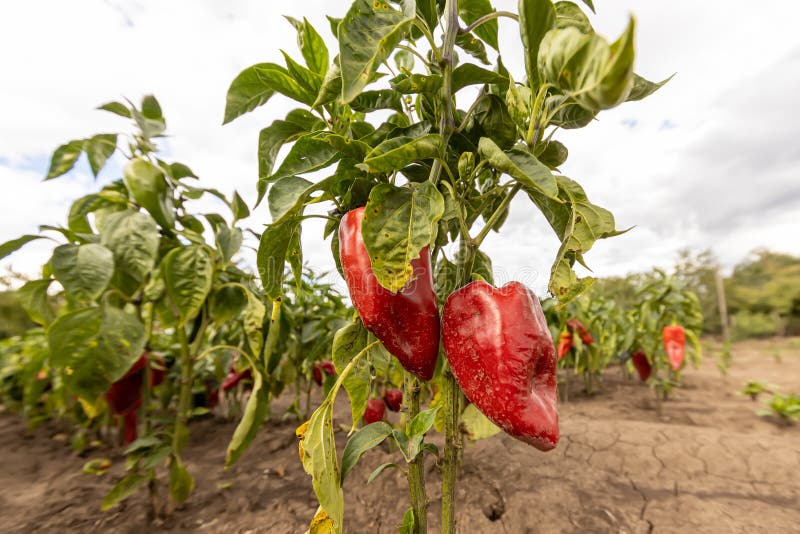 Red Organic Peppers Growing in the Garden Stock Image - Image of garden ...