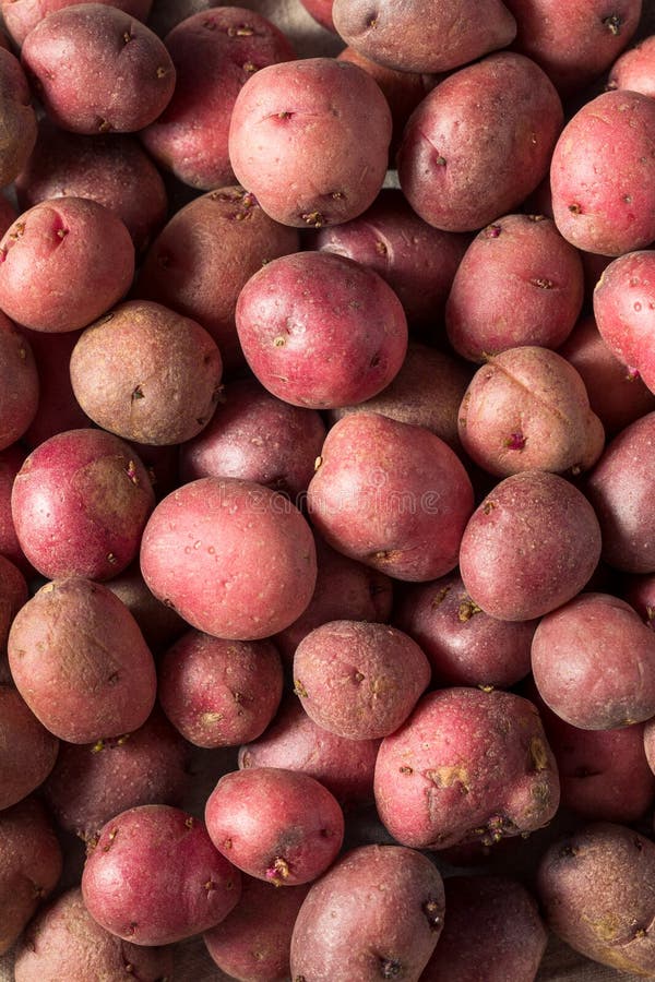 Red Organic Potatoes in a Bowl Stock Photo - Image of nature ...