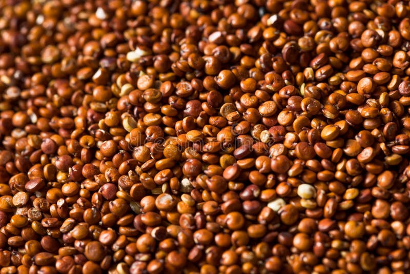 Red Organic Quinoa Grain stock photo. Image of nutritious - 141403882