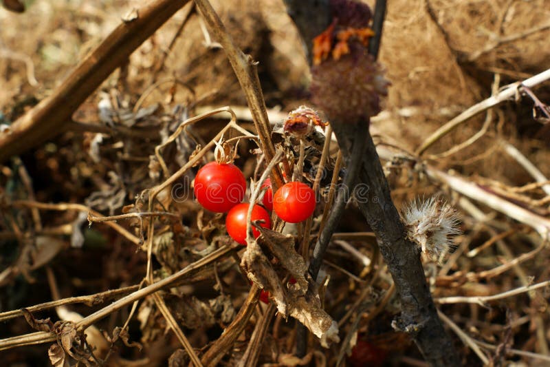 Red Organic Tomato Plant and Fruit in Autumn Stock Photo - Image of ...