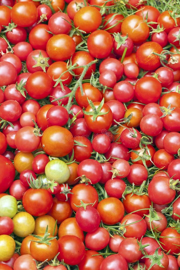 Red Organic Tomatoes Backround Stock Image - Image of organic, shiny ...