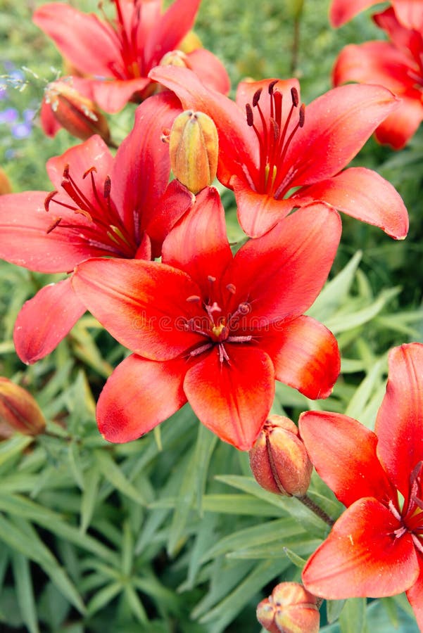 Red oriental lily stock image. Image of pistil, smell - 75531563