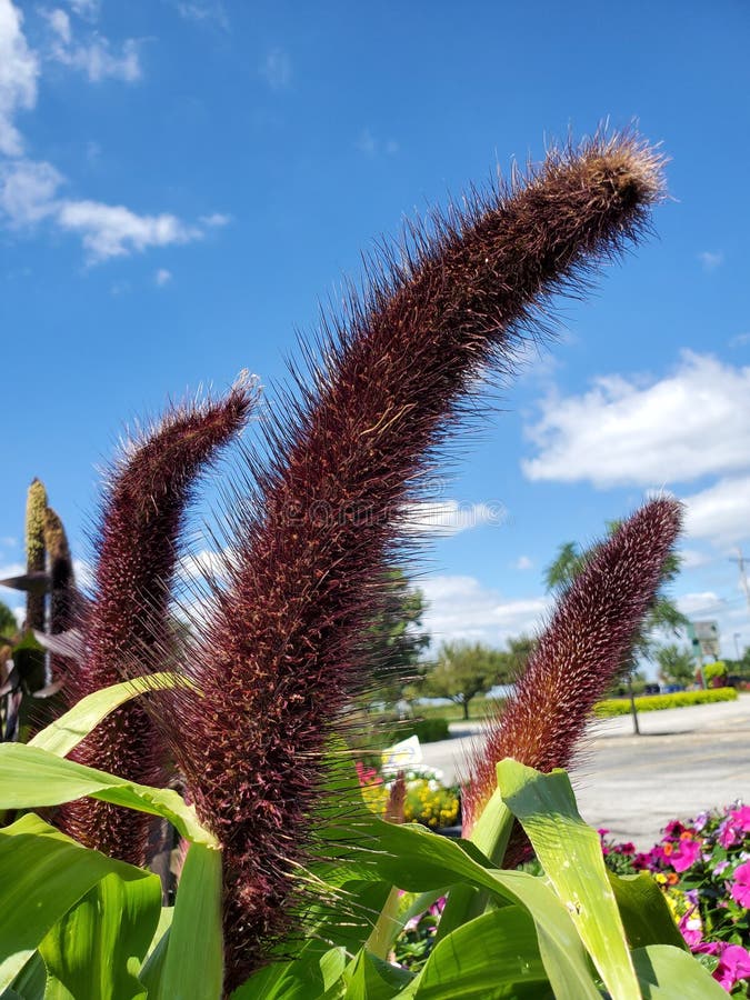 Red Ornamental Autumn Grasses Stock Image - Image of grasses, autumn ...