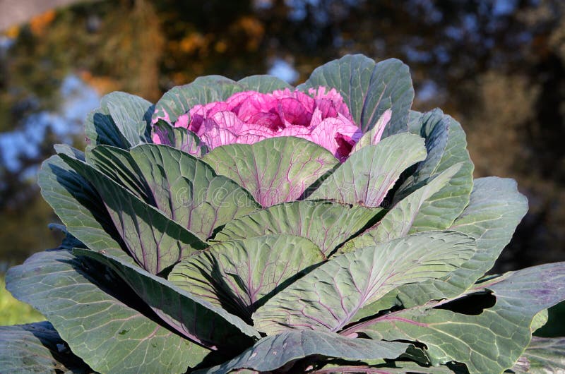Red ornamental cabbage stock image. Image of cabbage - 17074807