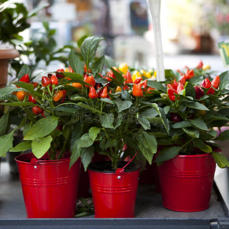 Red ornamental capsicum stock photo. Image of crop, leaf - 23937834