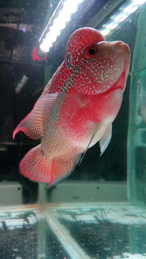 The Red Ornamental Fish is Very Beautiful Stock Photo - Image of ...