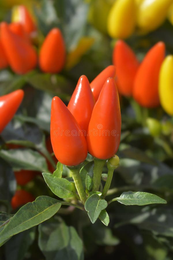 Ornamental Pepper, Capsicum Annuum. House Plant, a Pot Culture with ...