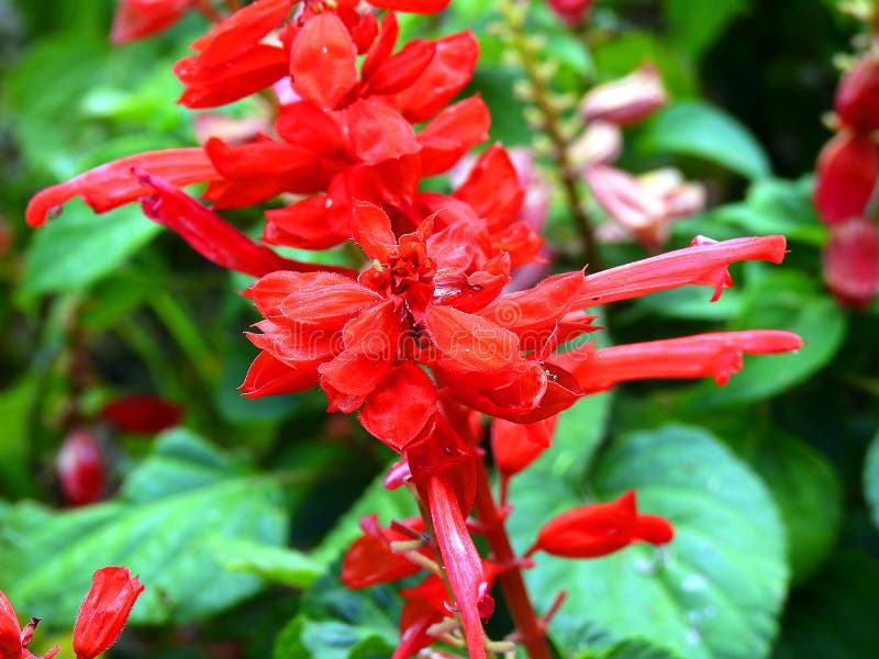 Red ornamental plant. stock photo. Image of bouquet, botany - 85554440