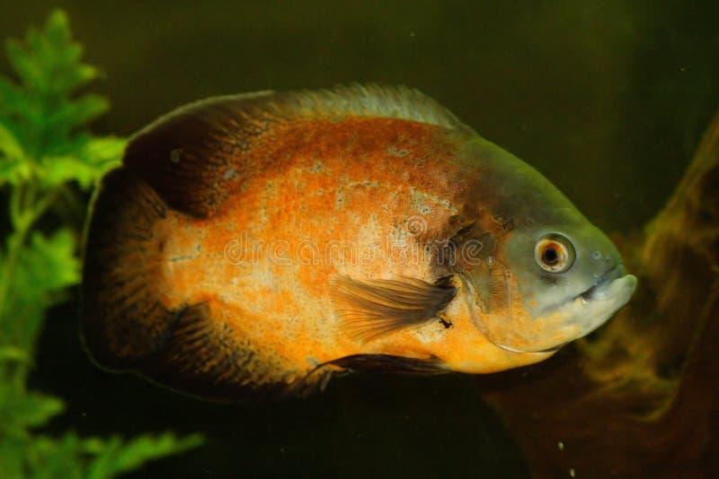 Spanner Barb Fish stock image. Image of spanner, barb - 2774365