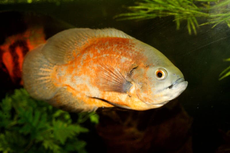 Red Oscar stock image. Image of velvet, marbled, aquarium - 3095507
