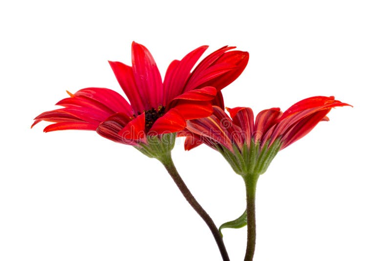 Red Osteospermum Flower Isolated Stock Image - Image of closeup, summer ...