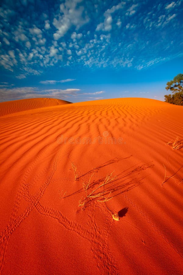 Animal Tracks in Red Sand Dune Stock Photo - Image of nature, untamed ...
