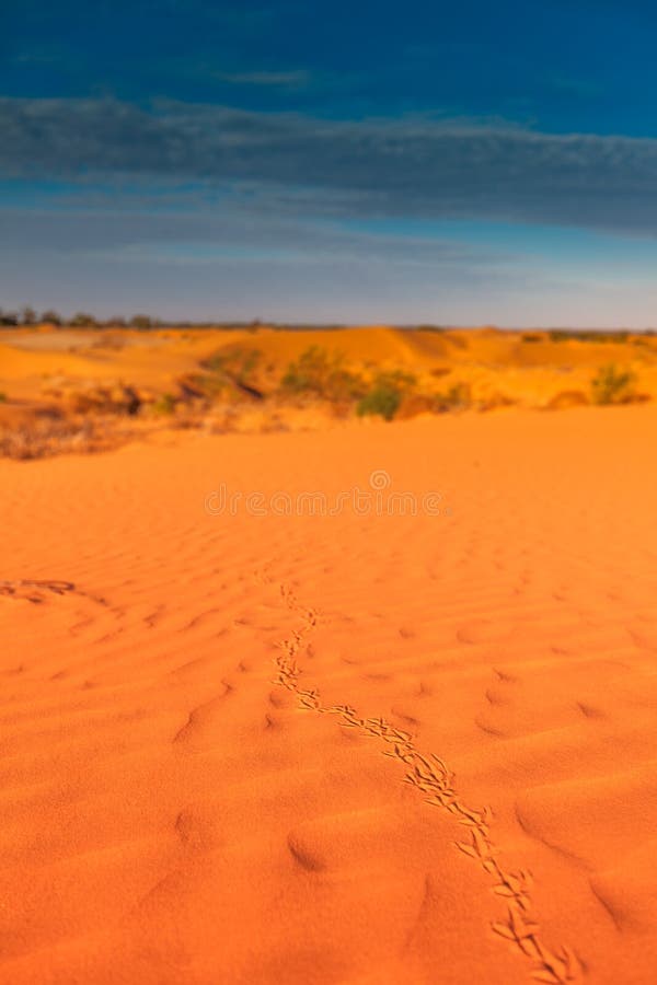 Animal Tracks in Red Sand Dune Stock Photo - Image of ripple, australia ...