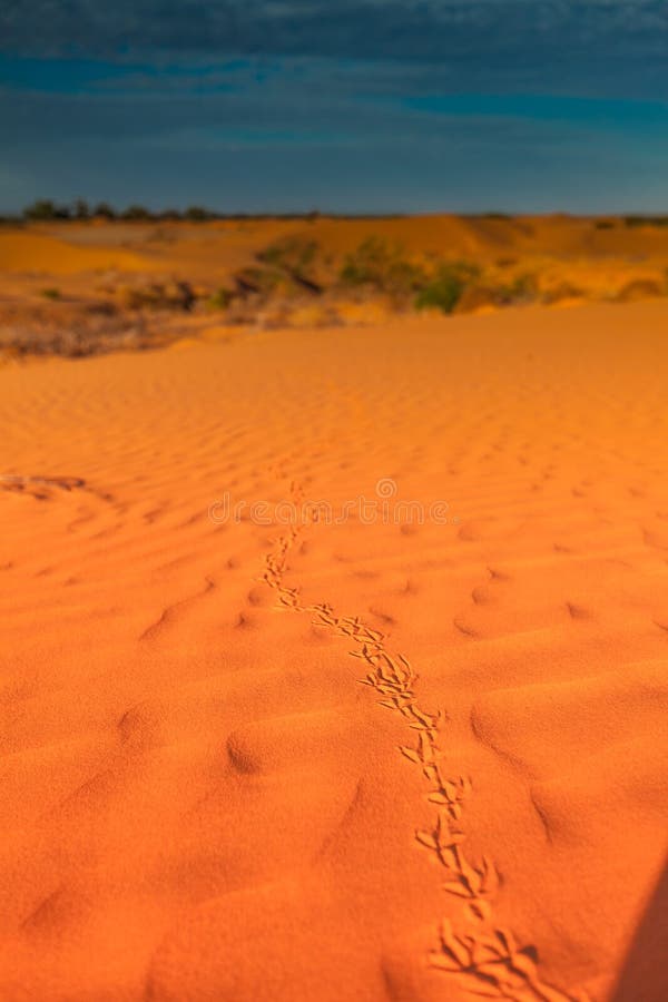 Animal Tracks in Red Sand Dune Stock Photo - Image of outback, wind ...