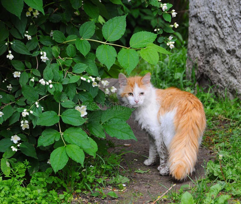 Red outdoor cat stock image. Image of outdoor, beautiful - 25755453