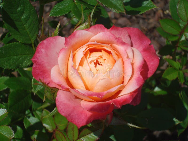 Red outline rose 1 stock photo. Image of blades, light - 100913764