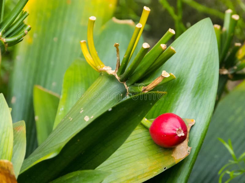 Red over green stock photo. Image of growth, leaf, outdoors - 134748498