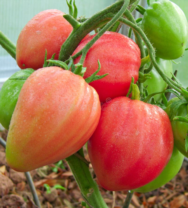 Red ox heart tomato . stock image. Image of food, farm - 44604971