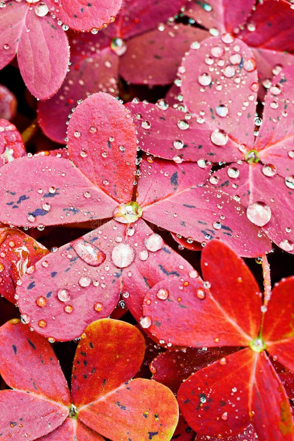Red Oxalis Leaves stock photo. Image of yellow, black - 91114970