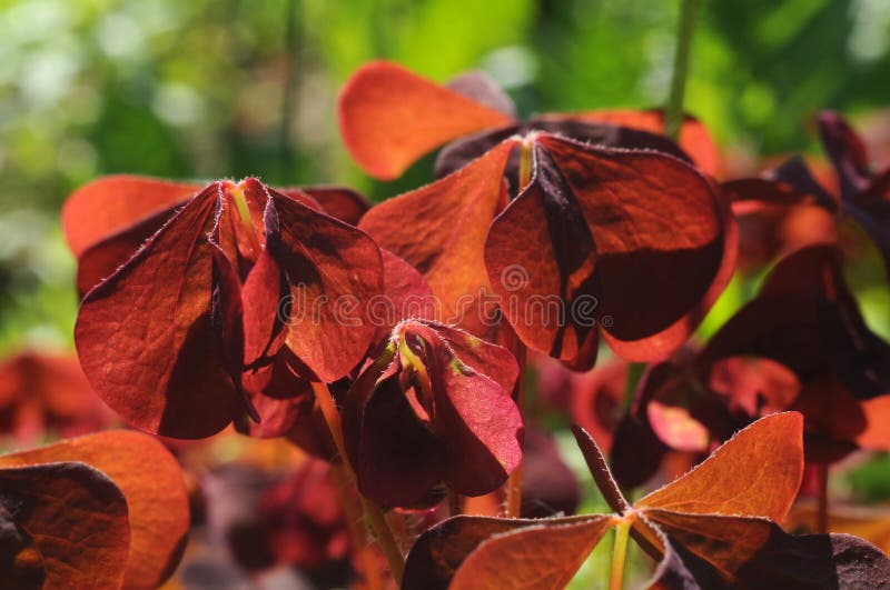 Red oxalis leaves stock photo. Image of shamrock, plant - 54088824
