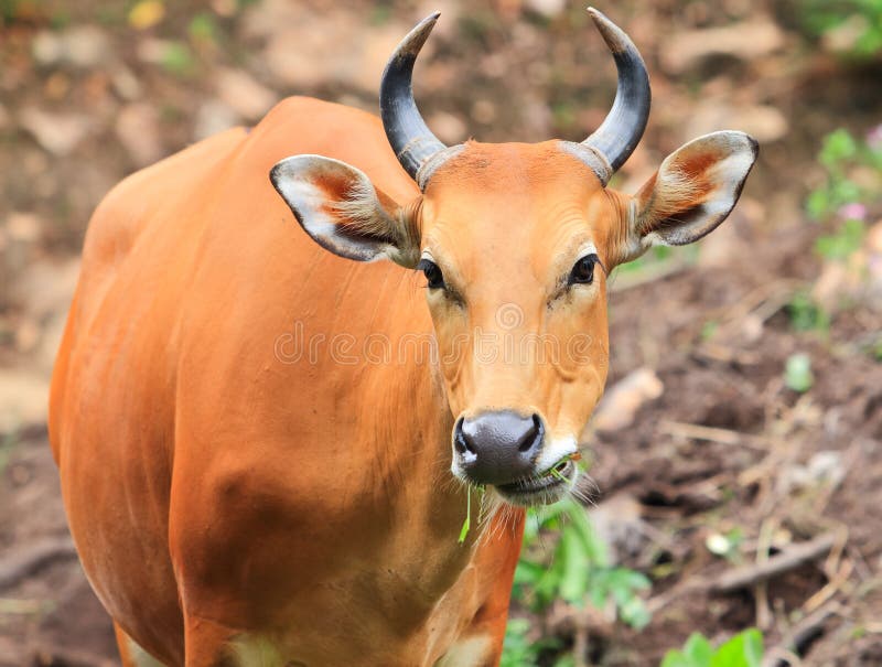Red oxen. stock photo. Image of agriculture, cattle, asian - 28290146