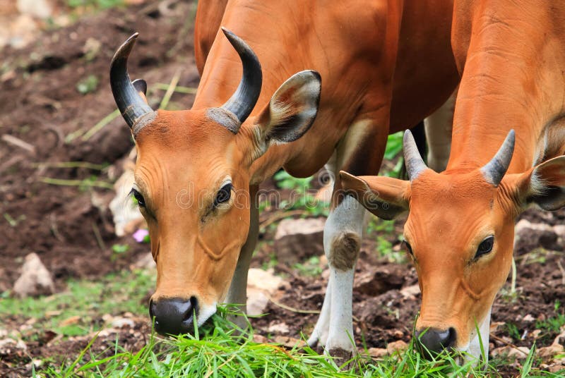 Red oxen. stock photo. Image of agriculture, dangerous - 28290186