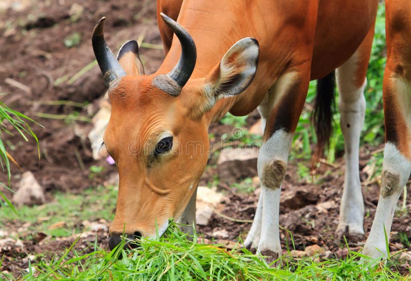 264 Red Oxen Stock Photos - Free & Royalty-Free Stock Photos from ...