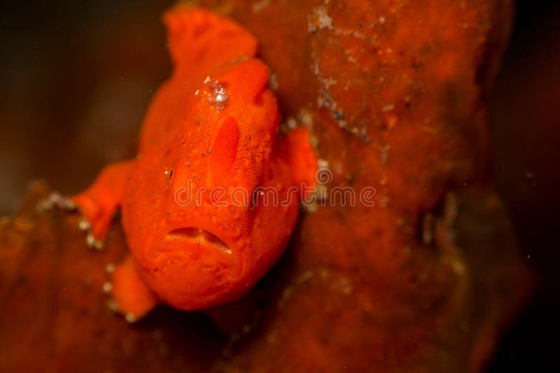 Red Painted Frogfish stock image. Image of frogfish, painted - 46511261