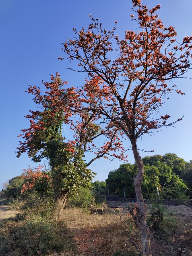 Red Palash Flowers Tree with Branches Stock Image - Image of ...
