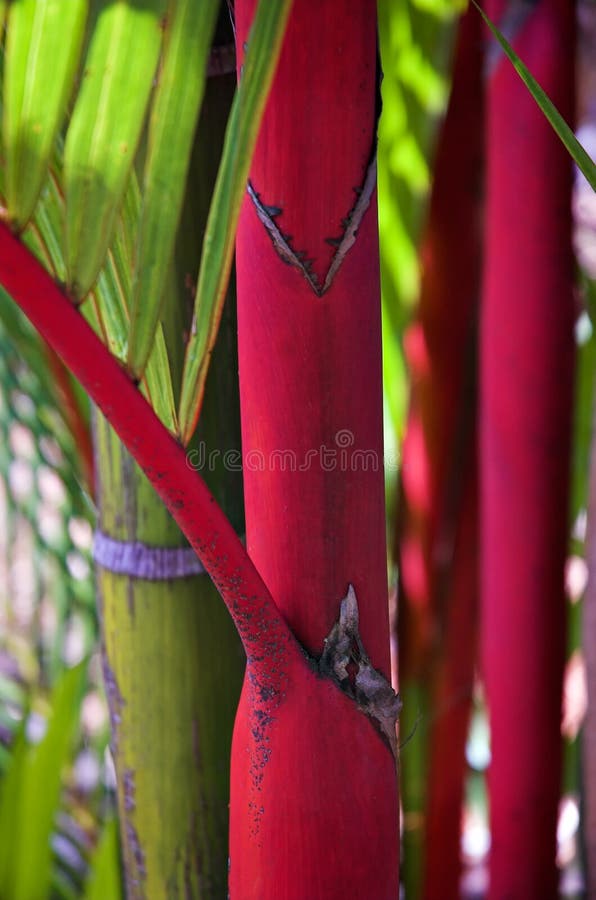Red Palm stock photo. Image of beauty, palm, colors, seasons - 528878