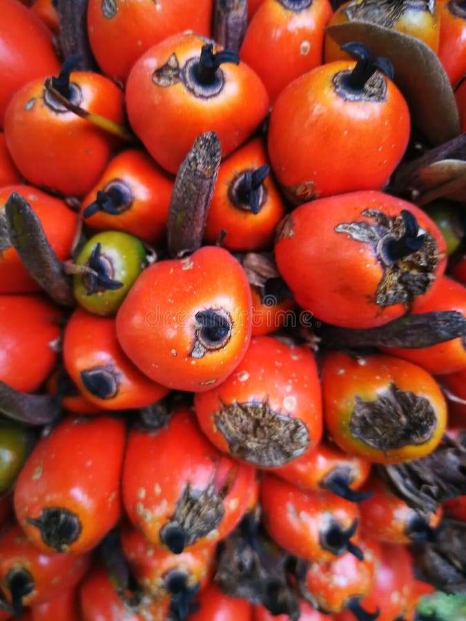 Red palm ball stock photo. Image of ball, palm, thailand - 95176924