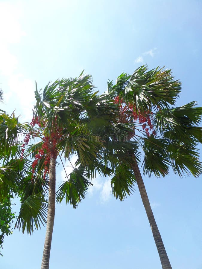 Red Palm and blue sky stock image. Image of waft, palm - 52172583