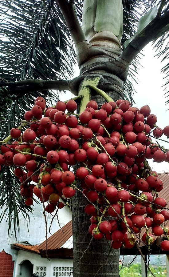 Red Palm Fruit Ready for Harvest Stock Image - Image of evergreen ...