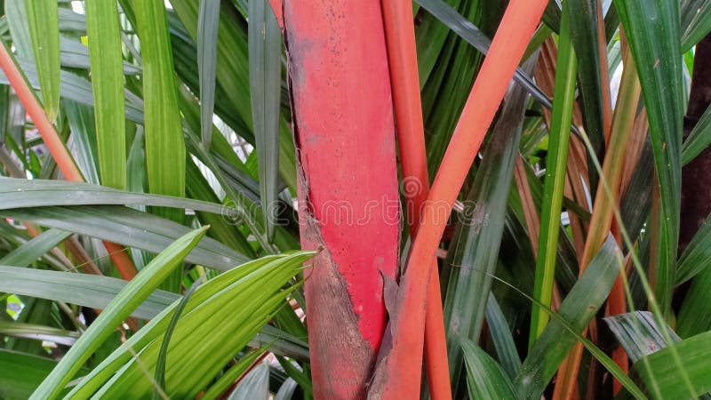 Red Palm in the garden stock image. Image of tropical - 272785775