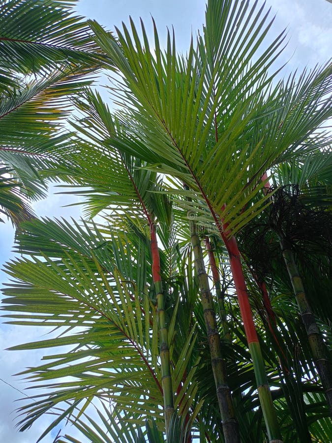 Red Palm Tree / Cyrtostachys Renda Stock Image - Image of palm, nature ...
