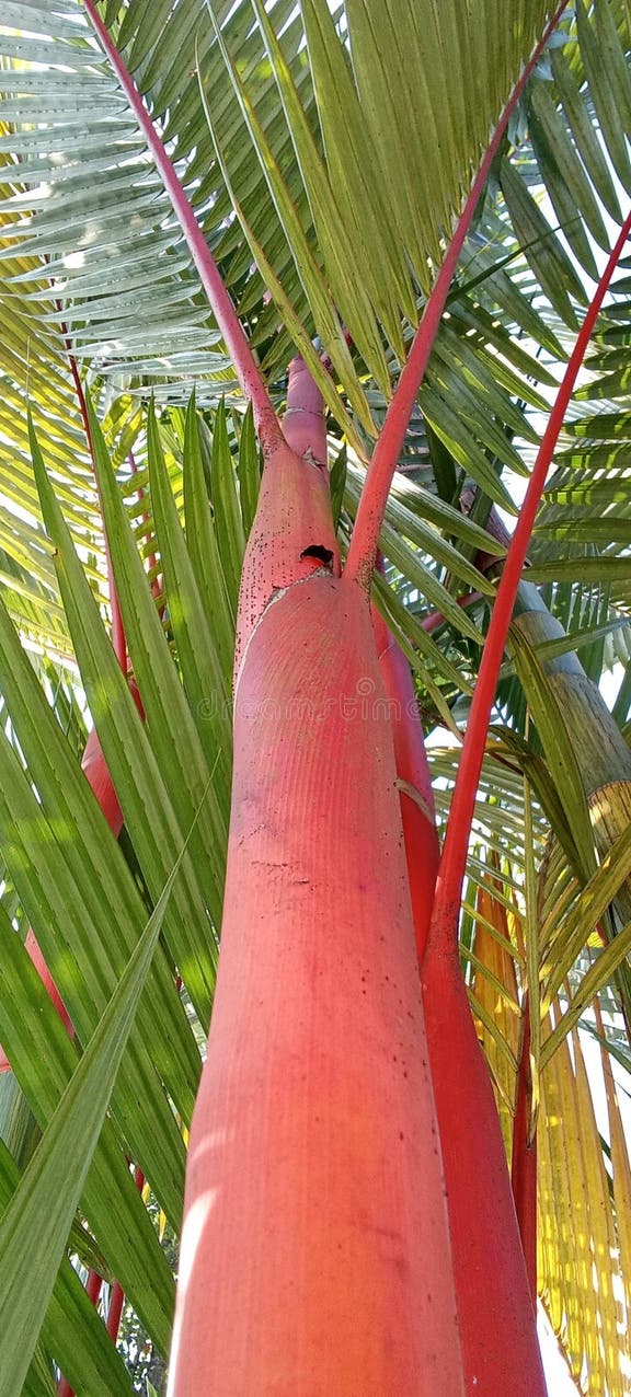 Red Palm Trees in the Natural Environment Stock Image - Image of ...