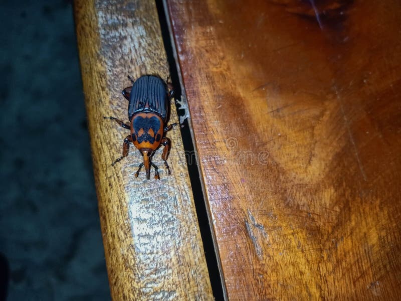 The red palm weevi stock photo. Image of gourmet, cuisine - 180968792