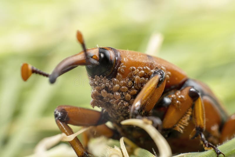 Weevil Life Cycle Stock Photos - Free & Royalty-Free Stock Photos from ...