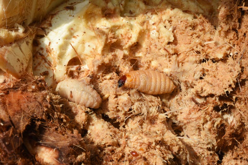 Cane Grub Pest Stock Photos - Free & Royalty-Free Stock Photos from ...