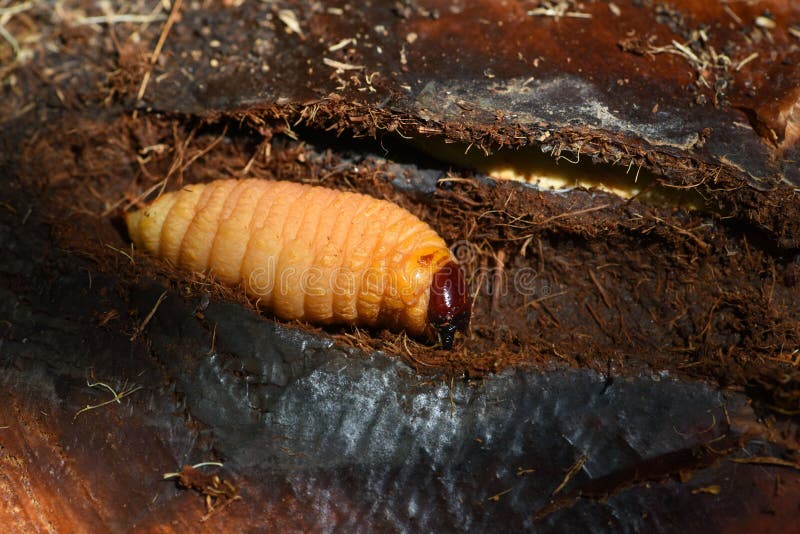 Red palm weevil larvae . stock image. Image of brown - 318350121