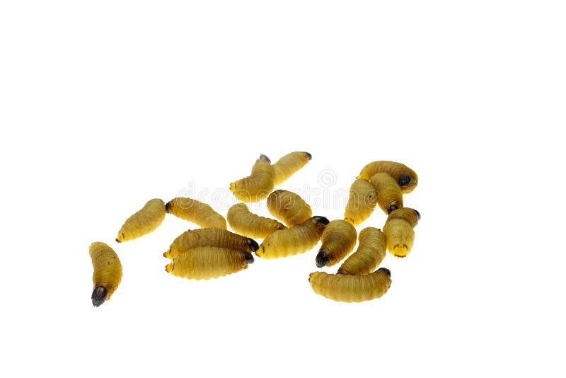 Red Palm Weevil Larvae on White Background Stock Photo - Image of group ...